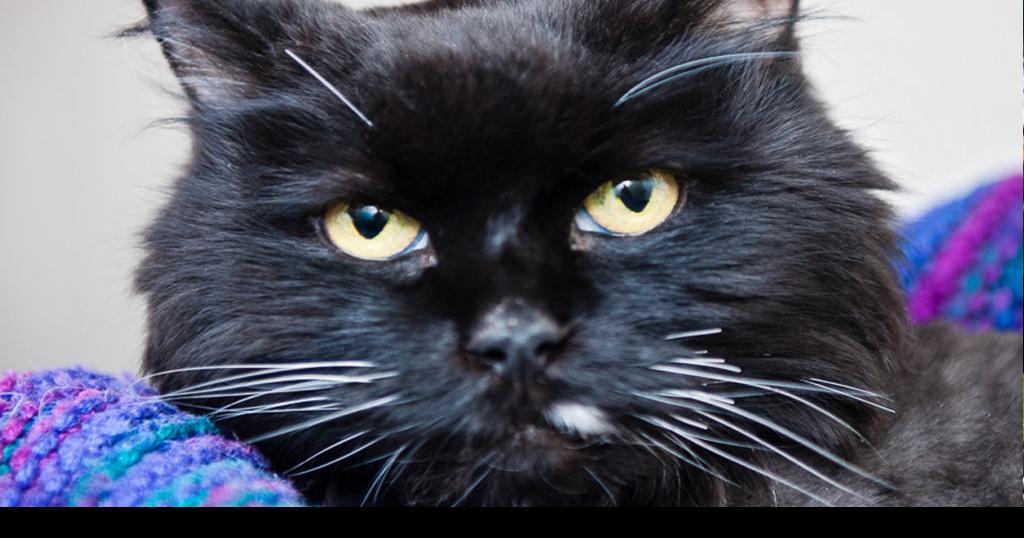 PotW: Pixie, lovely haircut for a lovely lady | Local News ...