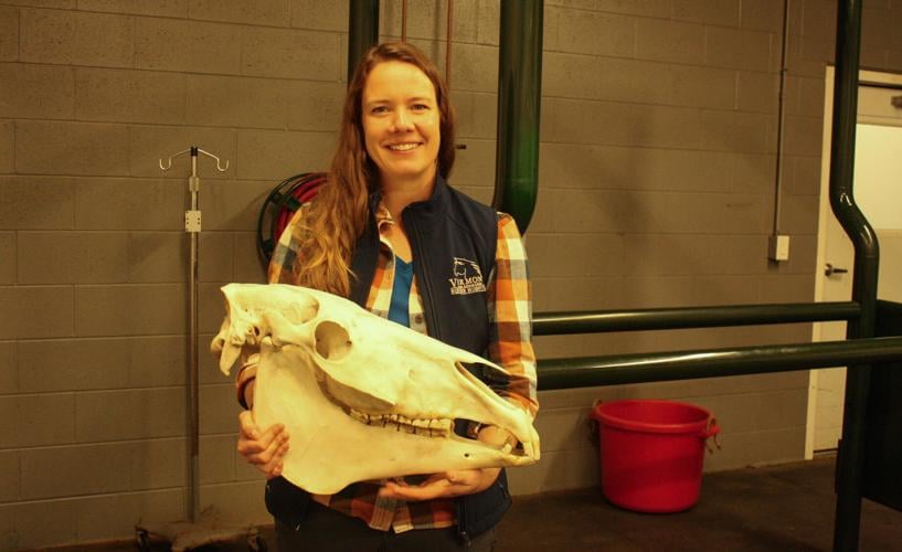 Saddling up for success: Dr. Beaupre and Dr. Colarusso lead the Vermont ...