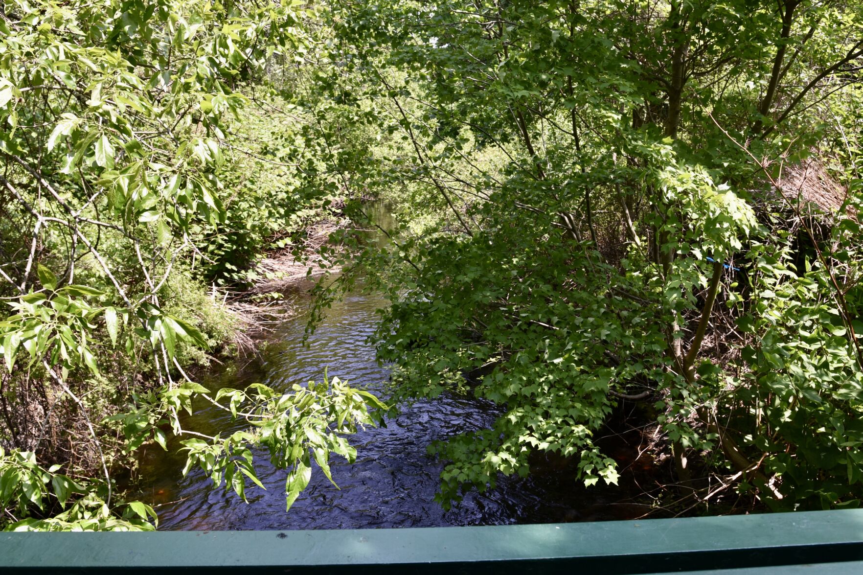 Project launched to restore Pine Tree Brook | Local News | miltontimes.com
