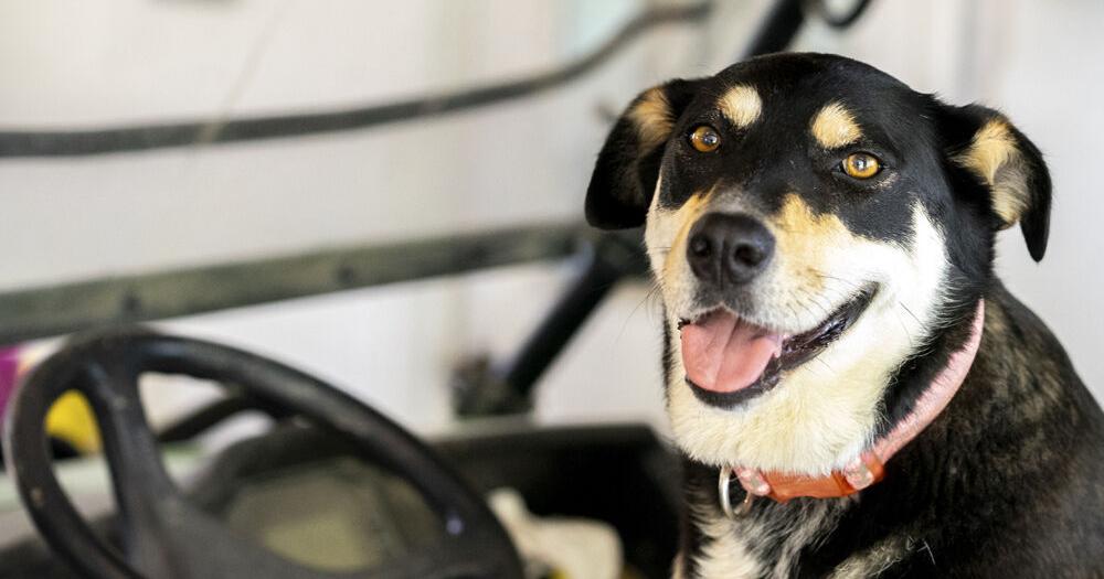 Missouri pet food manufacturing faces new changes | Pet Products ...
