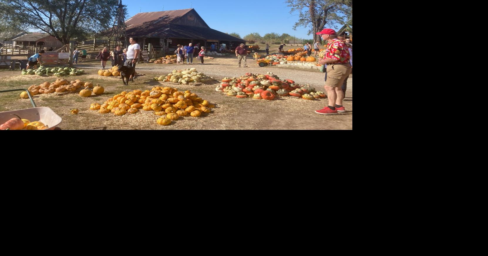 Fall farm festivities boost agritourism revenue | Industries ...