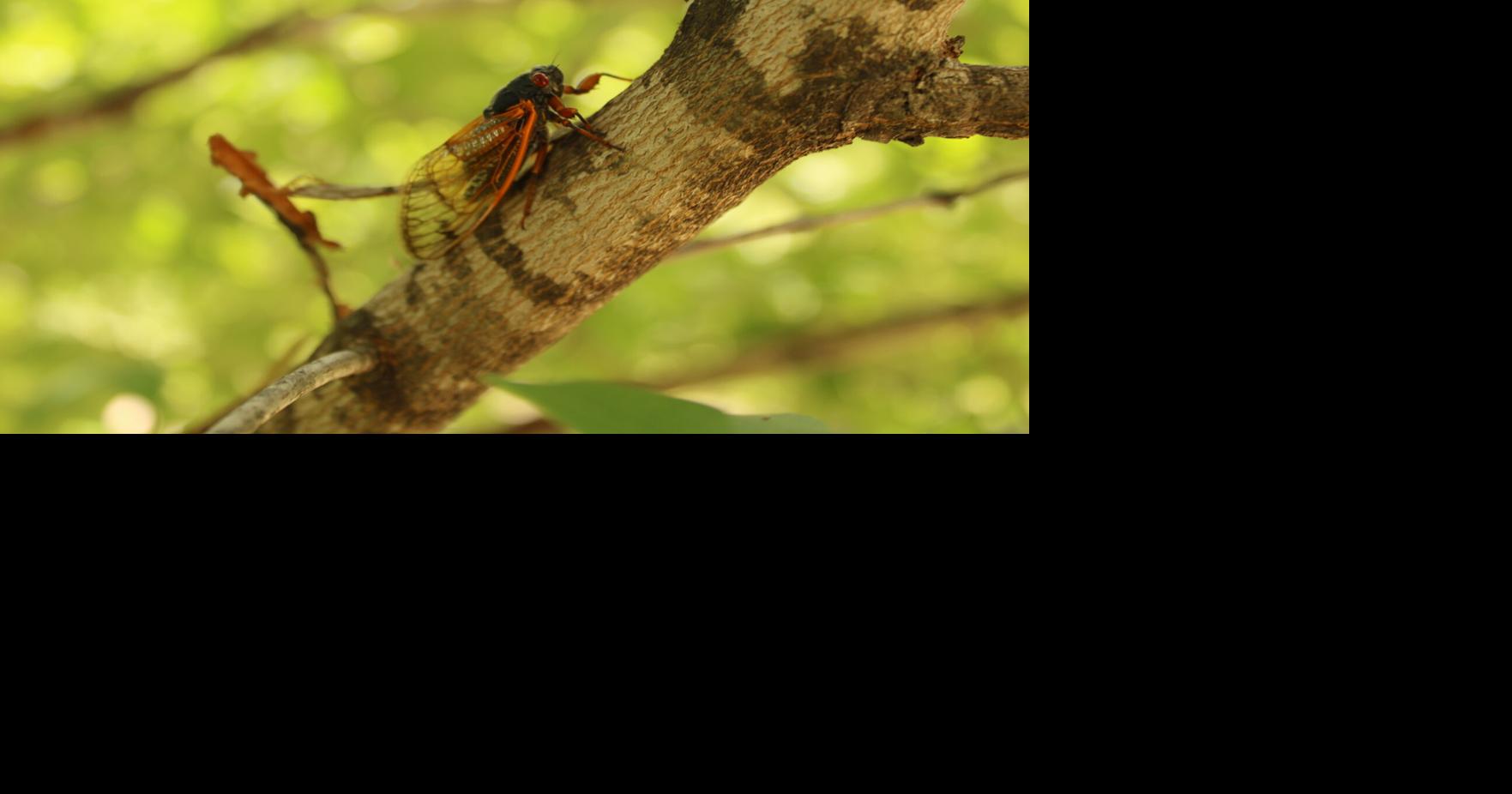 Cicada surge sparks new interest in insect-based food products ...