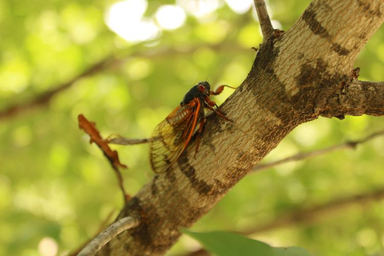 Cicada surge sparks new interest in insect-based food products ...