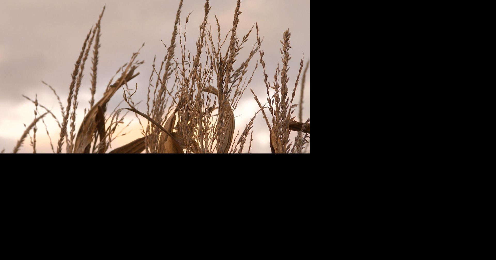 Missouri farmers in limbo with Congress stalled on farm bill ...