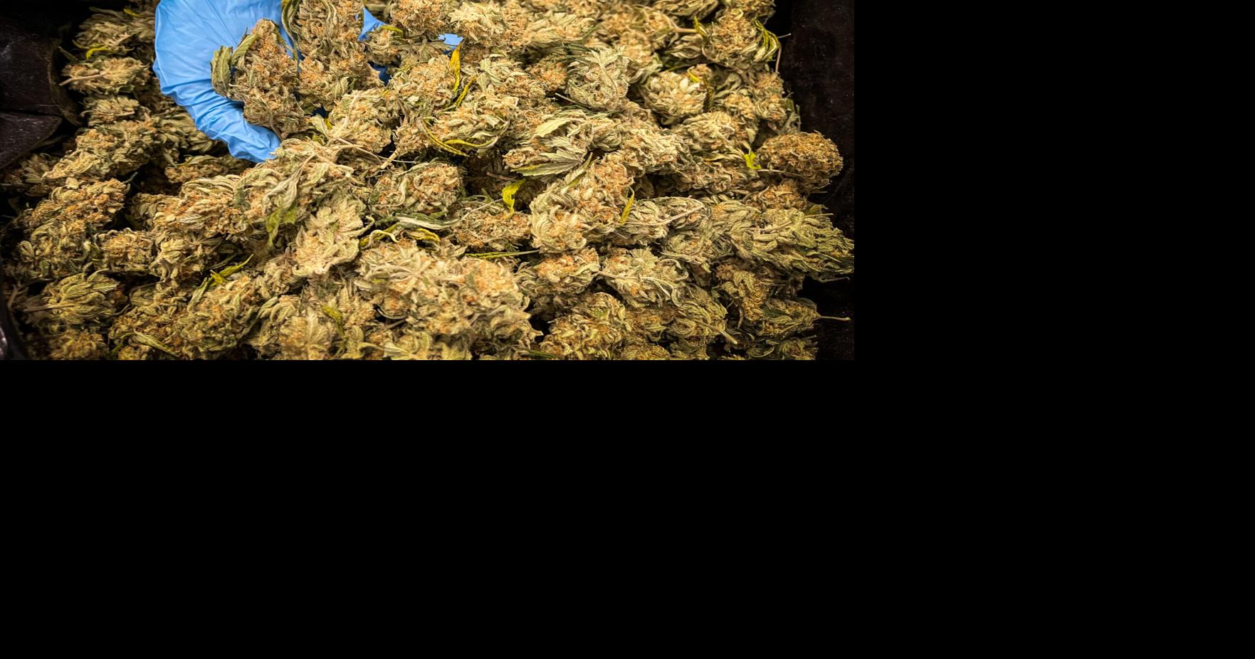 Company at center of marijuana recall greenlit for license | Cannabis ...