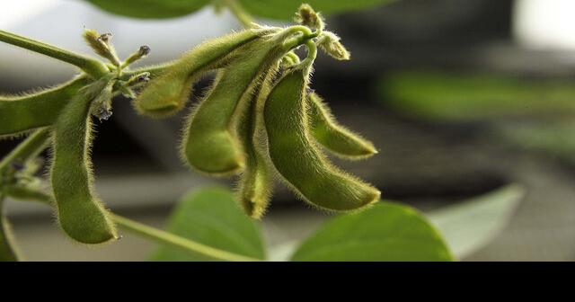 China approves two new GMO crop varieties for import, including ...