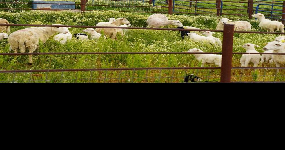 Lincoln University receives federal funding for five agriculture ...