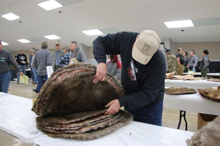 More Missouri trappers turn to damage control market | Agriculture ...