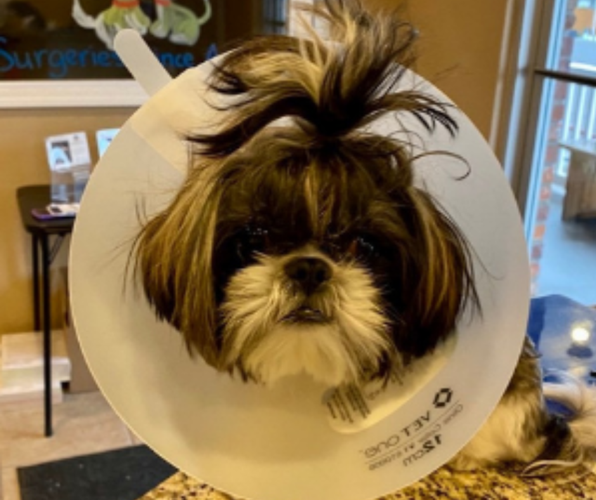 The Spay Neuter Project works to offer low-cost services to Missouri ...