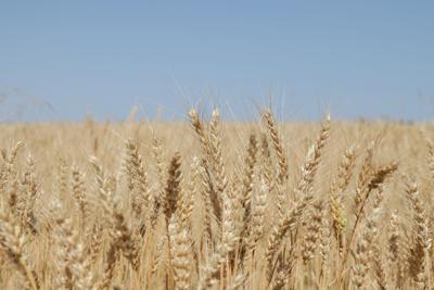 Midwest drought creates 'very poor crop conditions' for Missouri ...