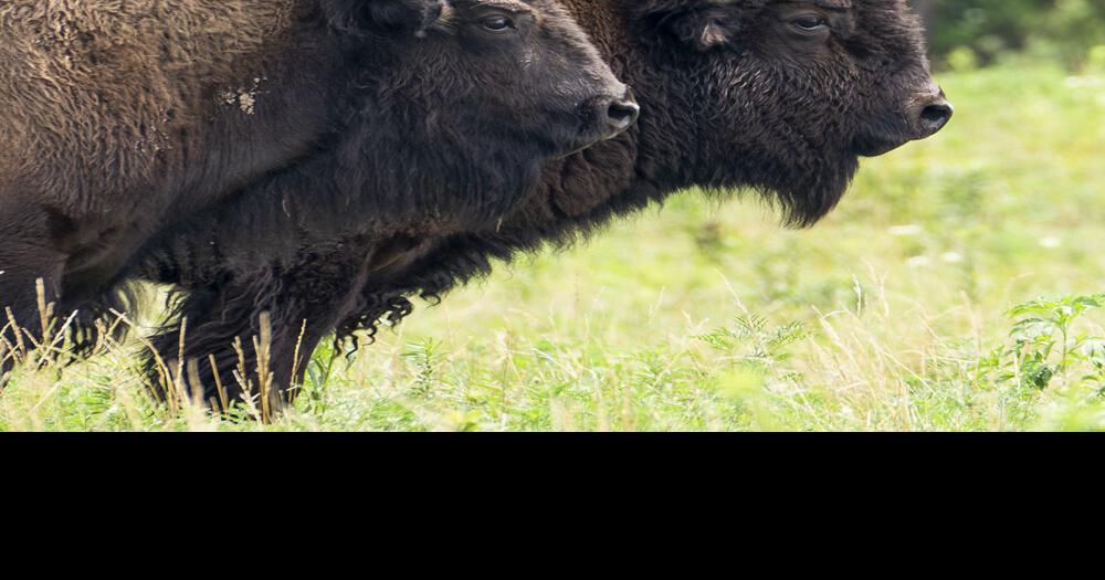 Kirksville bison rancher faces small-scale farm challenges | Food ...
