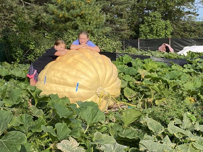Great Pumpkins alive and well at rural family farm | News ...