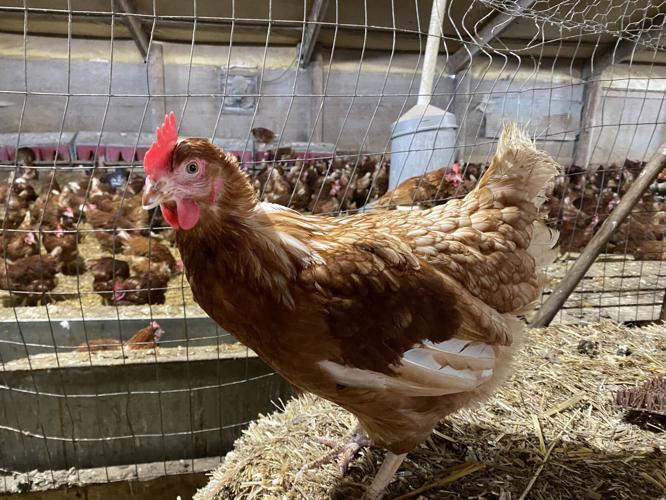 Farm to table meat, locally grown, better quality | News ...