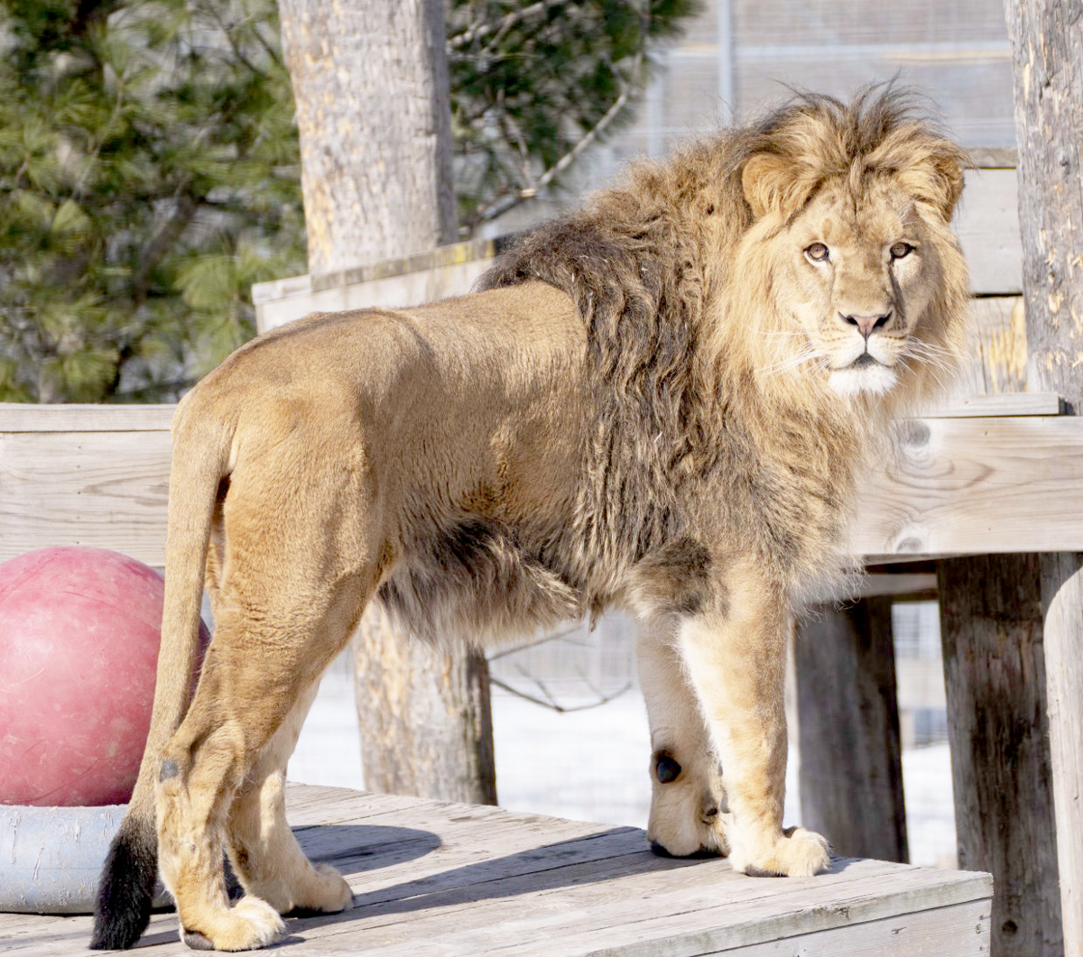 Missing lion cub sold as pet reunited with family at Minnesota ...
