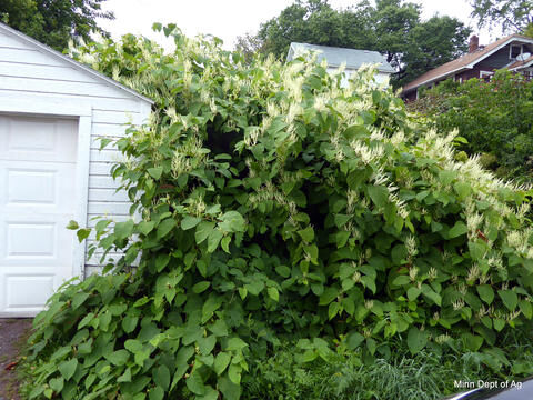 Noxious knotweed: Know what’s growing in your yard | News ...