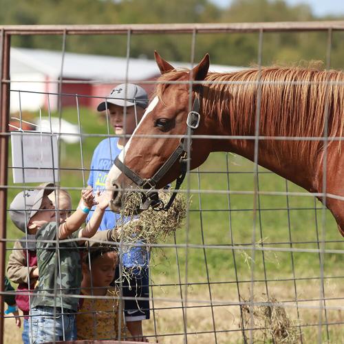 Get lost in fall fun at Ru-Ridge Corn Maze | News | mlstargazette.com
