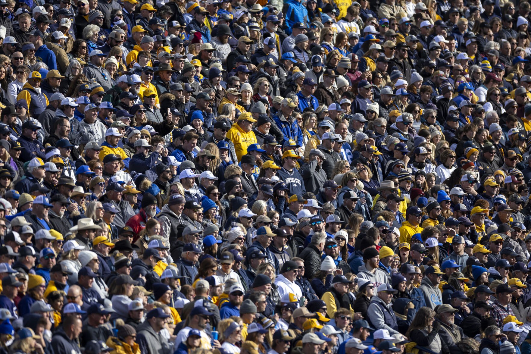 Cats in Griz territory | Features | montanakaimin.com