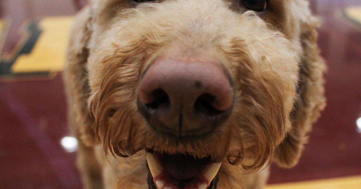 Meet the Lady Griz team dog: Dub$ | Sports | montanakaimin.com