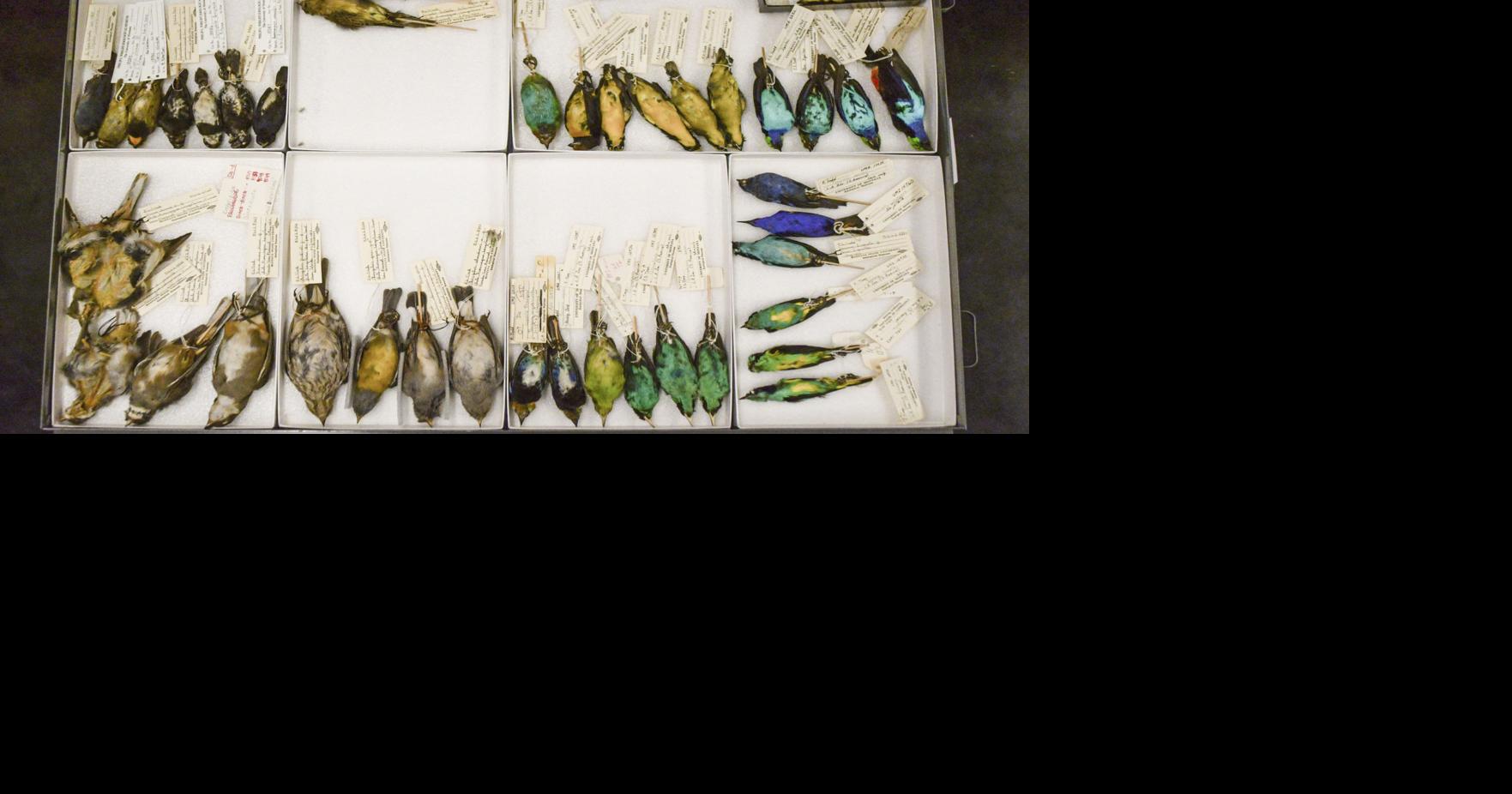 Welcome to the zoo: UM’s own collection of wildlife specimens | News ...