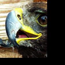 Bird beak deformities seen in Montana | Arts + Culture | montanakaimin.com