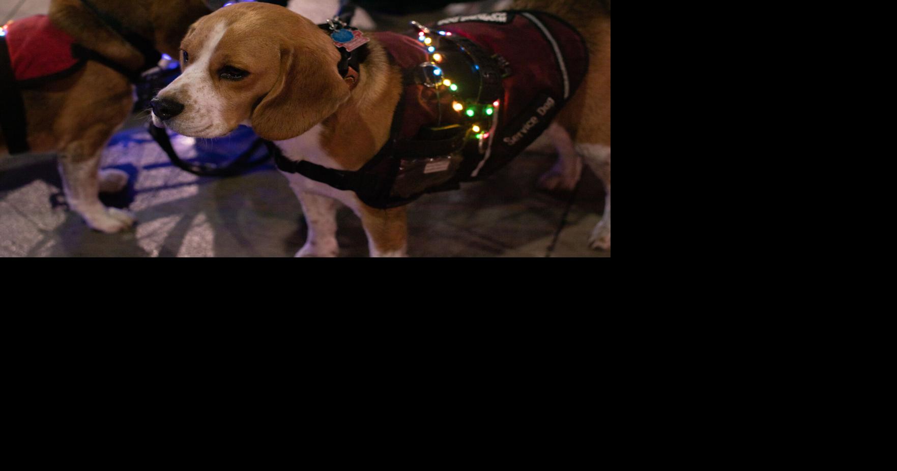 Photos: The Beagle Guy sports new festive look at this year's Parade of ...