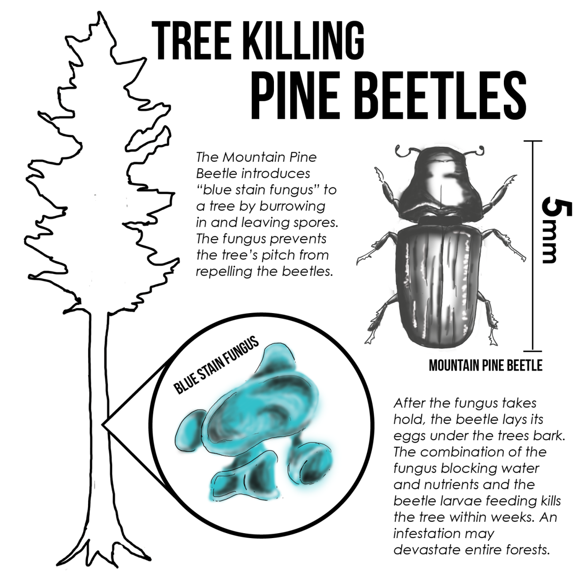 pine beetle larvae