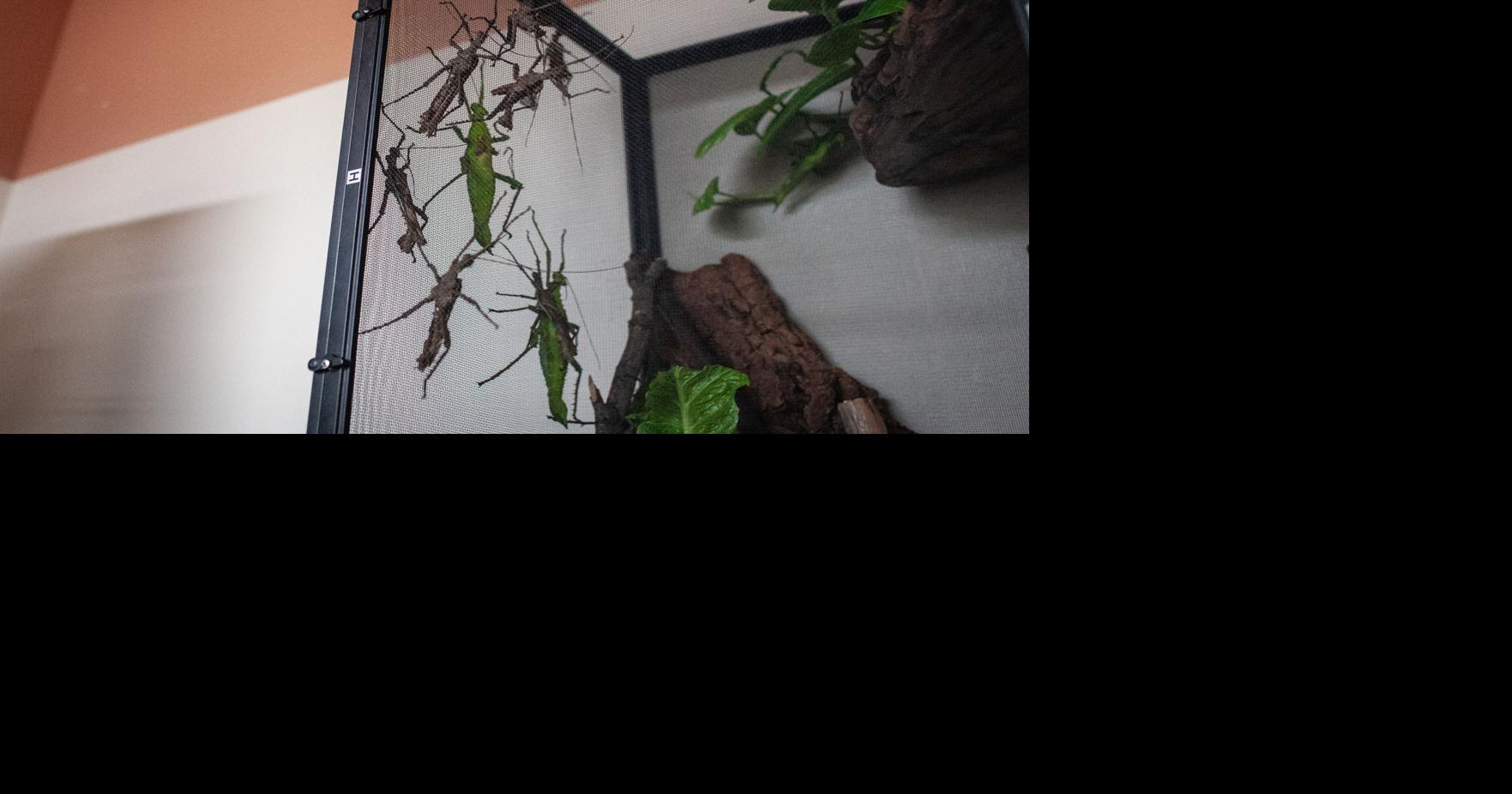 Insectarium bugs get a temporary home in UM Bio Division | News ...