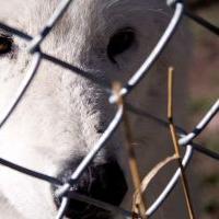 Raising wolves | Arts + Culture | montanakaimin.com