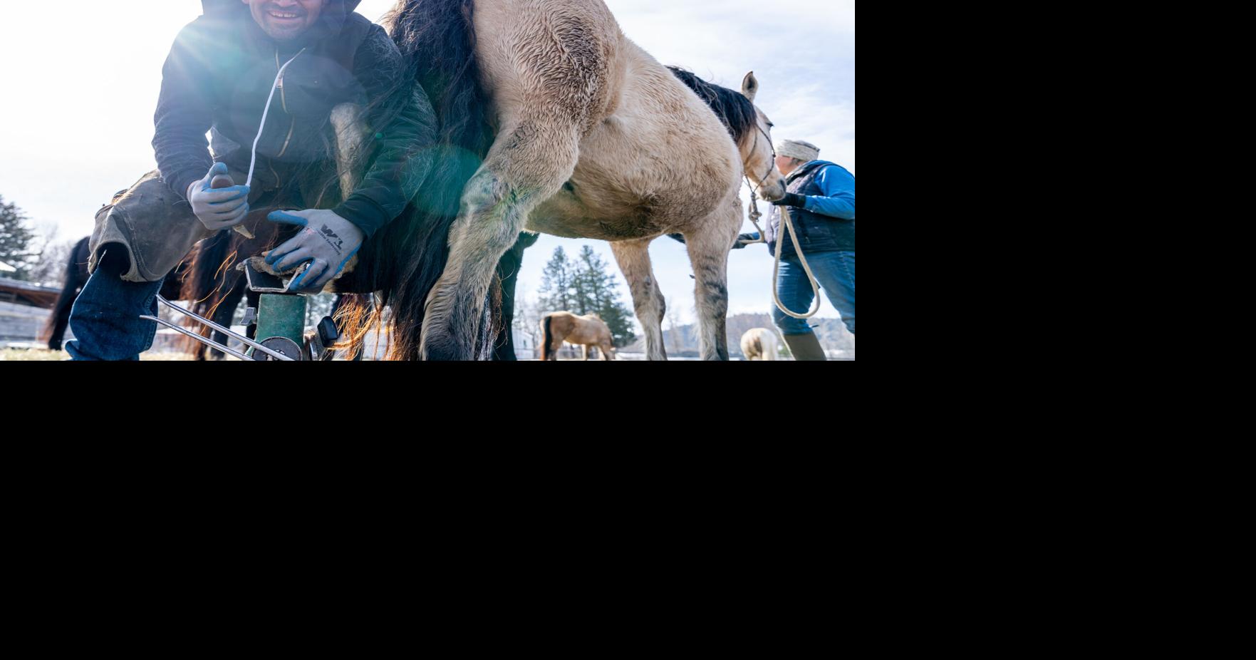 River Pines Horse Sanctuary | | montanakaimin.com