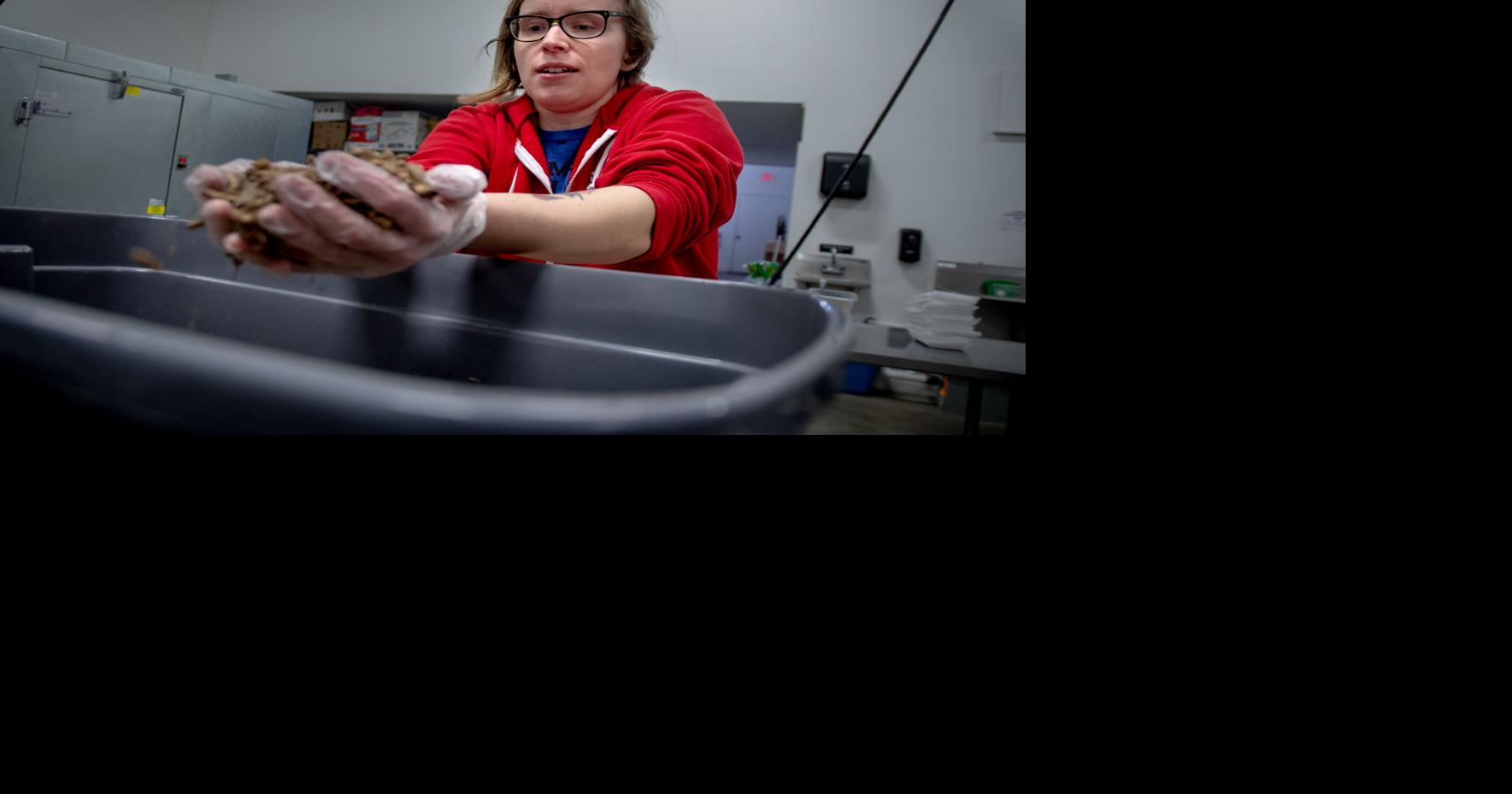 Cowboy Cricket Farms | Gallery | montanakaimin.com