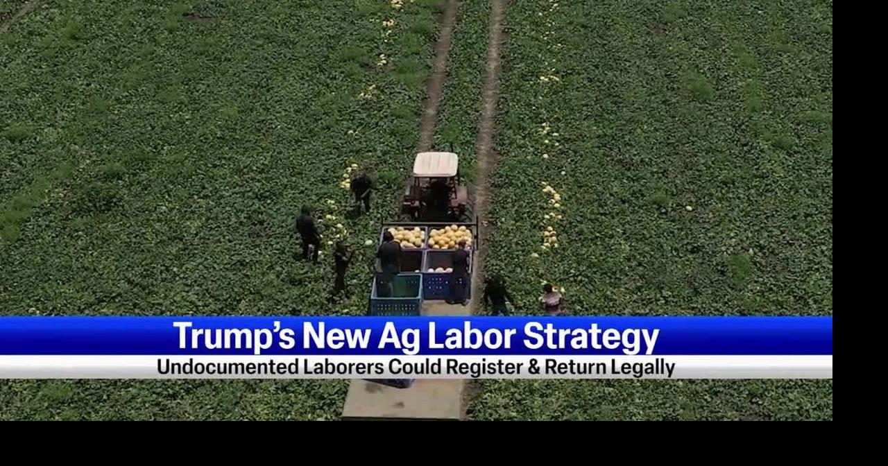 Trump introduces program to address farm labor shortage as border laws ...