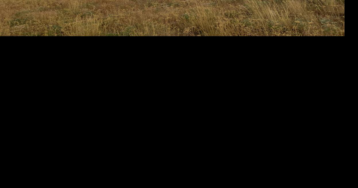 Butler Creek Fire believed to be human-caused, containment increases to ...