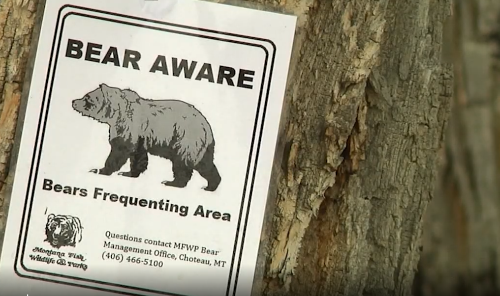 Bears remain active in Montana due to mild winter | Montana News ...