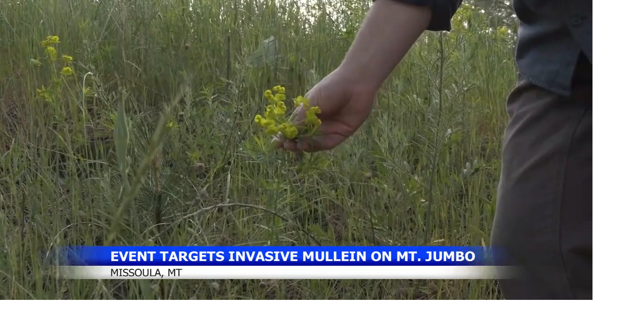 Missoula event targets invasive mullein on Mount Jumbo | Missoula News ...