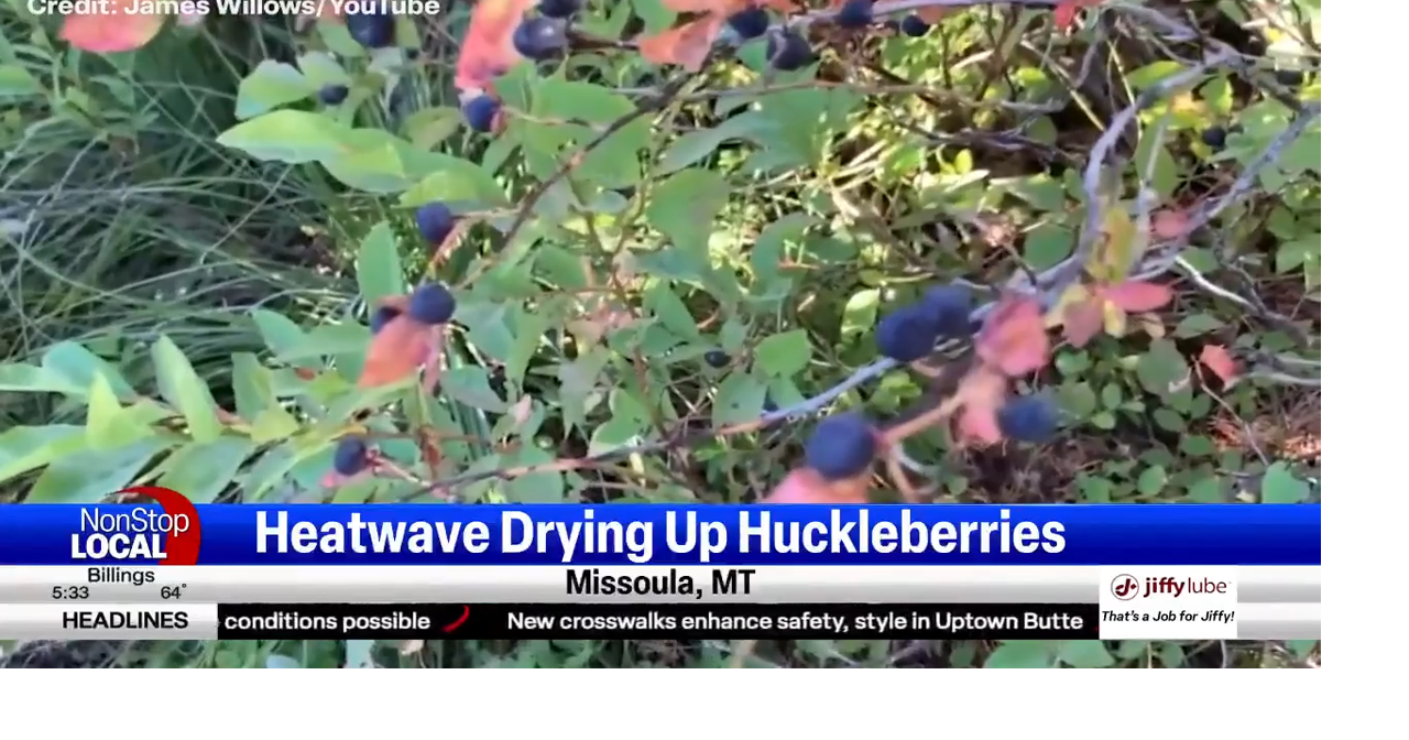 Concerns for huckleberries if heat continues without rain | Missoula ...