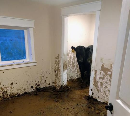 Family says cows broke into their new house in Montana | Butte News ...