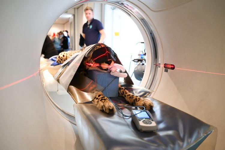 Tiger, leopard and cheetah undergoing medical scans | National News ...