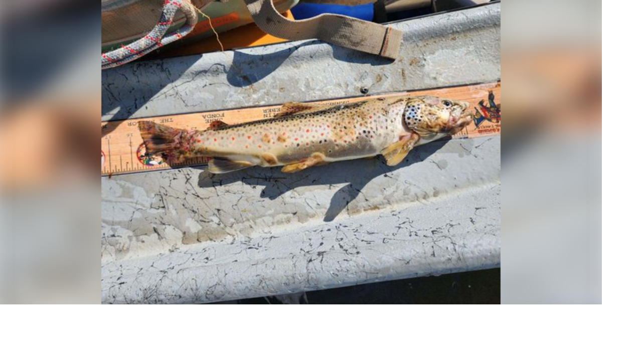 Disease-ridden brown trout result in continuing population decline ...