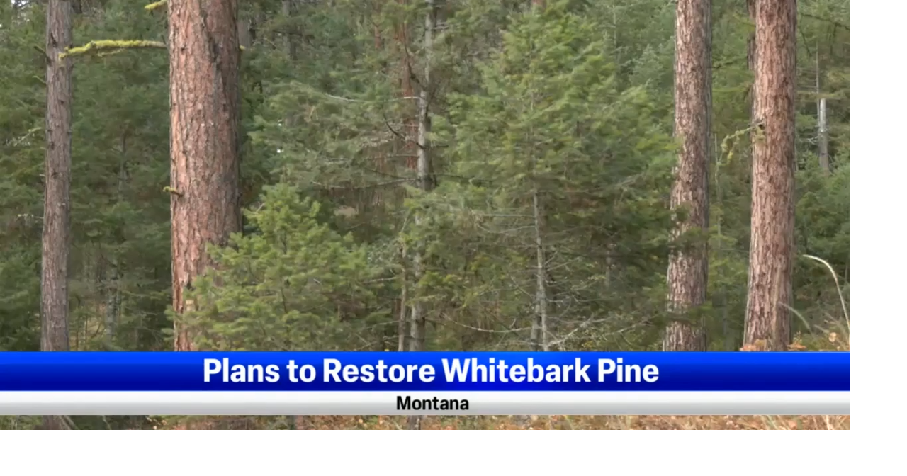 National Park Service and American Forests sign plan to restore ...