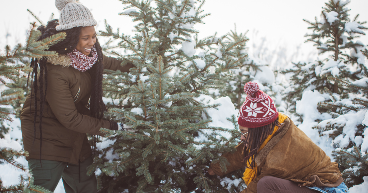 Christmas Tree permits on Lolo National Forest available starting ...