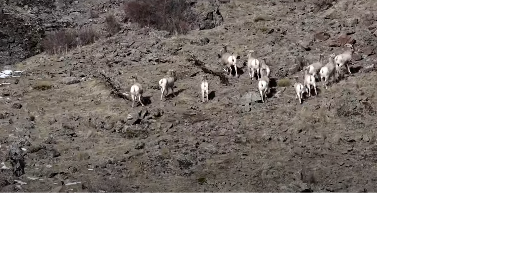 Take a virtual trip into the field with FWP biologists studying bighorn ...