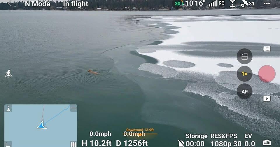 Dogs rescued from icy waters near Kings Point | Kalispell News ...