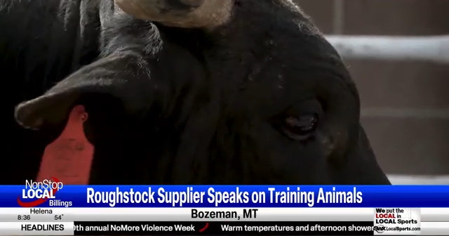 C5 Rodeo supplies bulls and broncos for MSU Spring Rodeo | Bozeman News ...