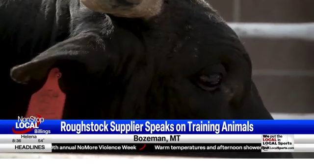 C5 Rodeo supplies bulls and broncos for MSU Spring Rodeo | Bozeman News ...