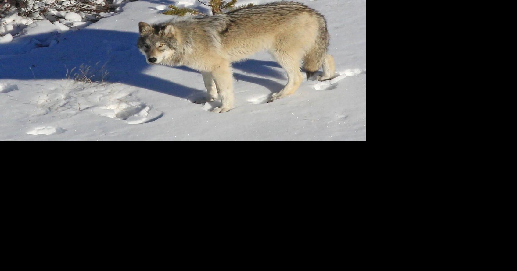 Reward for information on illegally killed wolf near Gardiner raised to ...