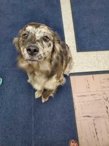 Dog found in Columbia Falls, police searching for owner | Kalispell ...