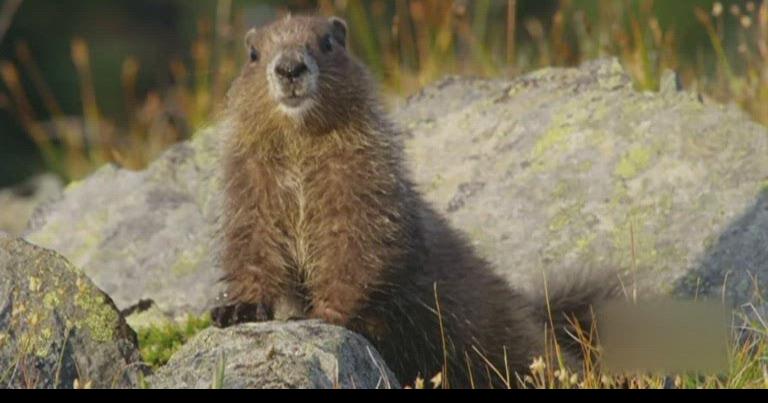 Teen in Mongolia dies from Bubonic Plague after eating marmot ...