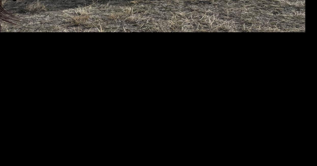 Cody area plane crash found days after emergency alert | Montana News ...