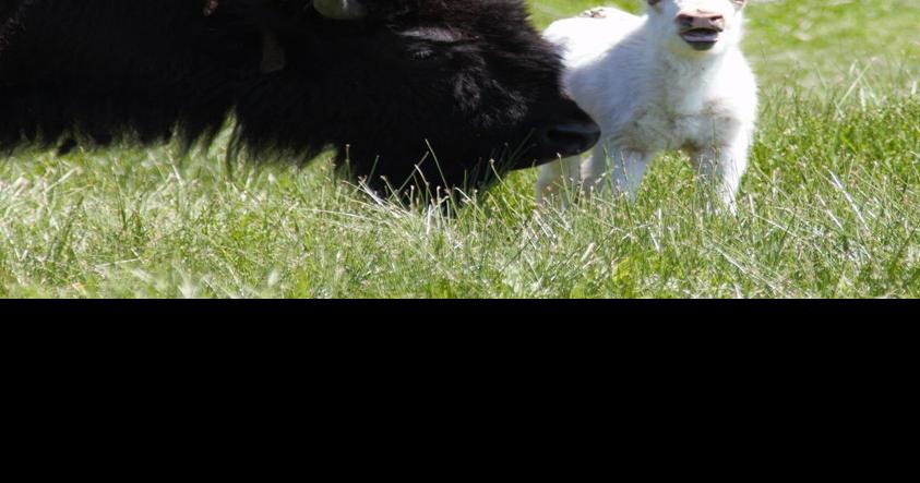 Rare albino bison born in the Bitteroot | Missoula News ...