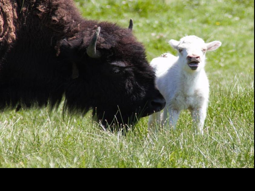 Rare albino bison born in the Bitteroot | ABC Fox Missoula ...